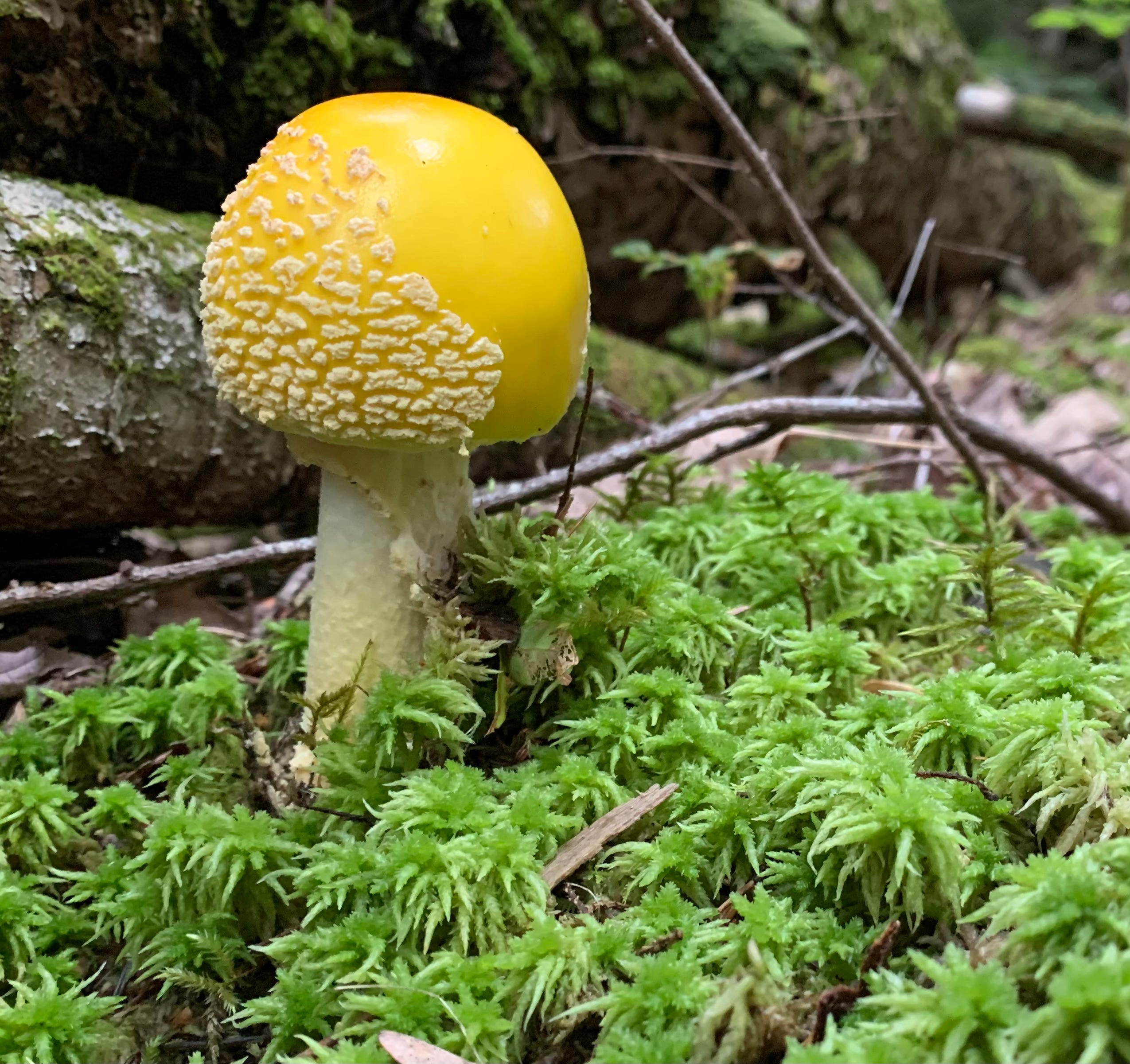 The Mycelial Mat - by Laura Morton - I Am Adamah - Soil