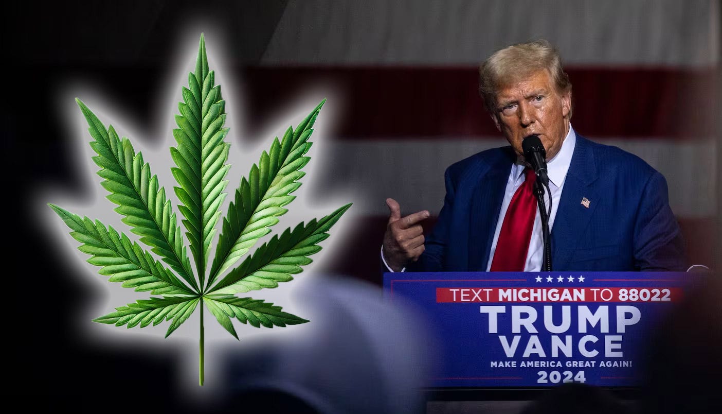 Trump’s Support of Florida Marijuana Legalization may Show Growing ...