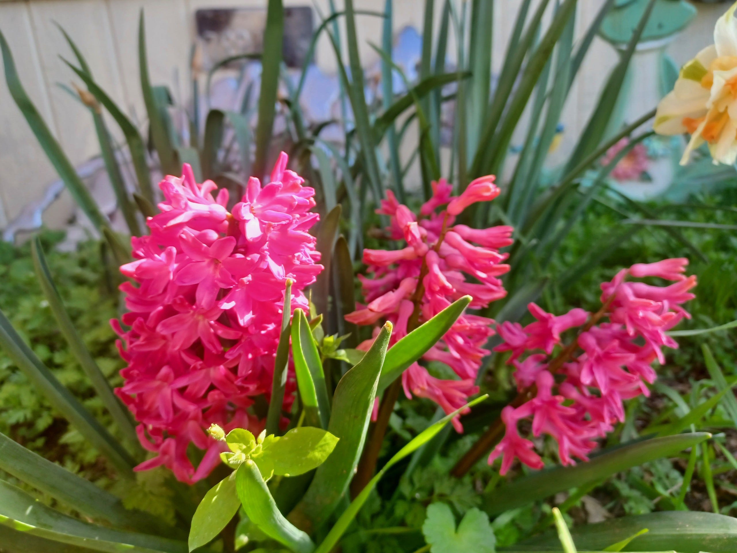 Spring Equinox: Plant Your Dreams – CUSP: Climbing Up the Spiral Pathway