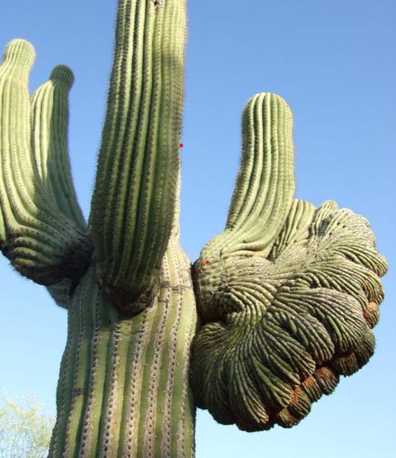 Exceptional Saguaros - by Jan Spell
