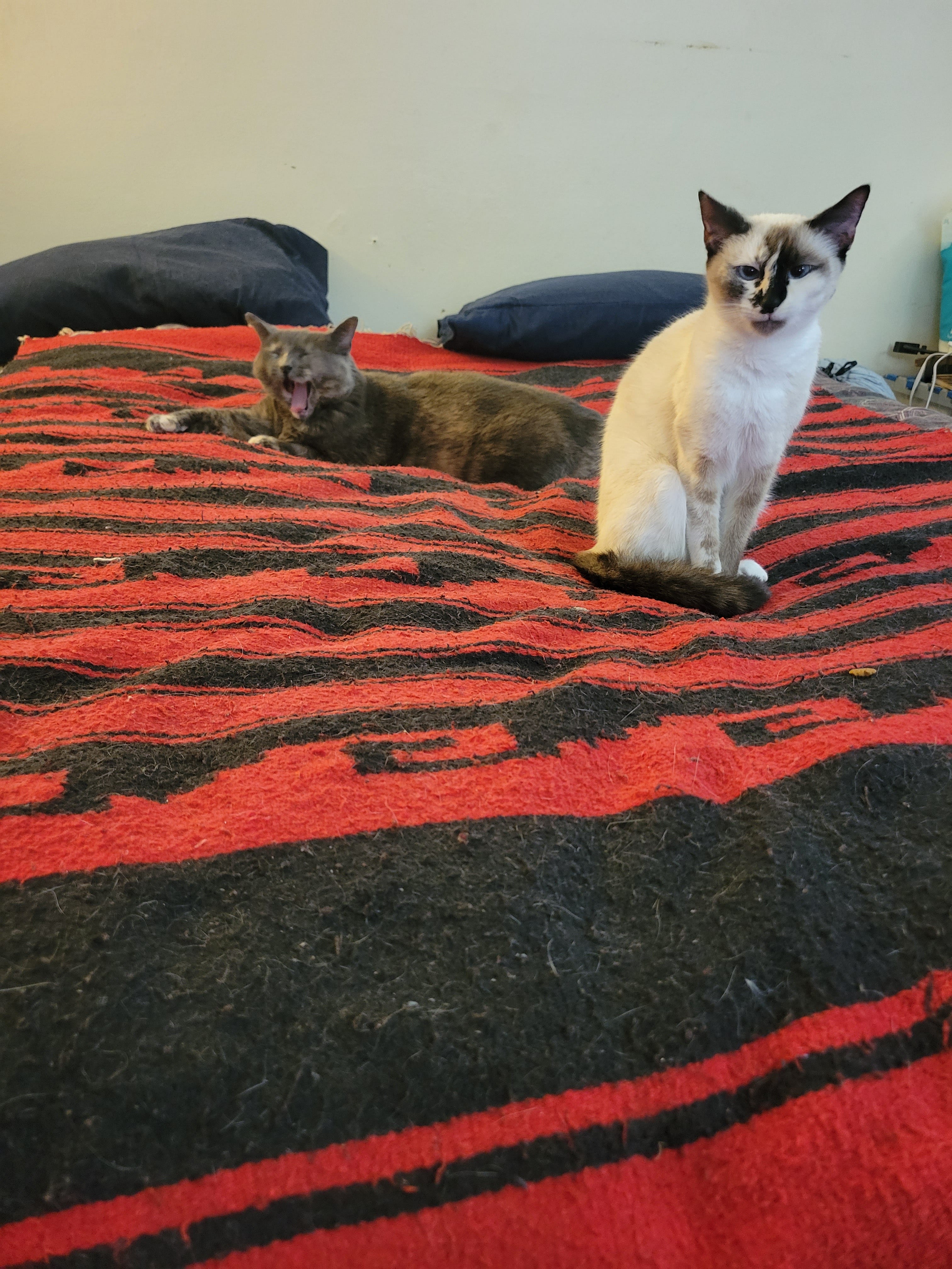 The Counsel Of Cats - by David M. Poff - Hermit Chronicles