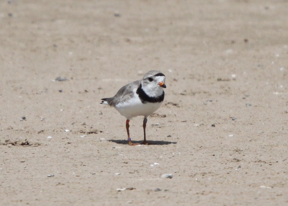 TWiB Notes: Big Days, Imani, Wind Turbines, and Gardening Awards