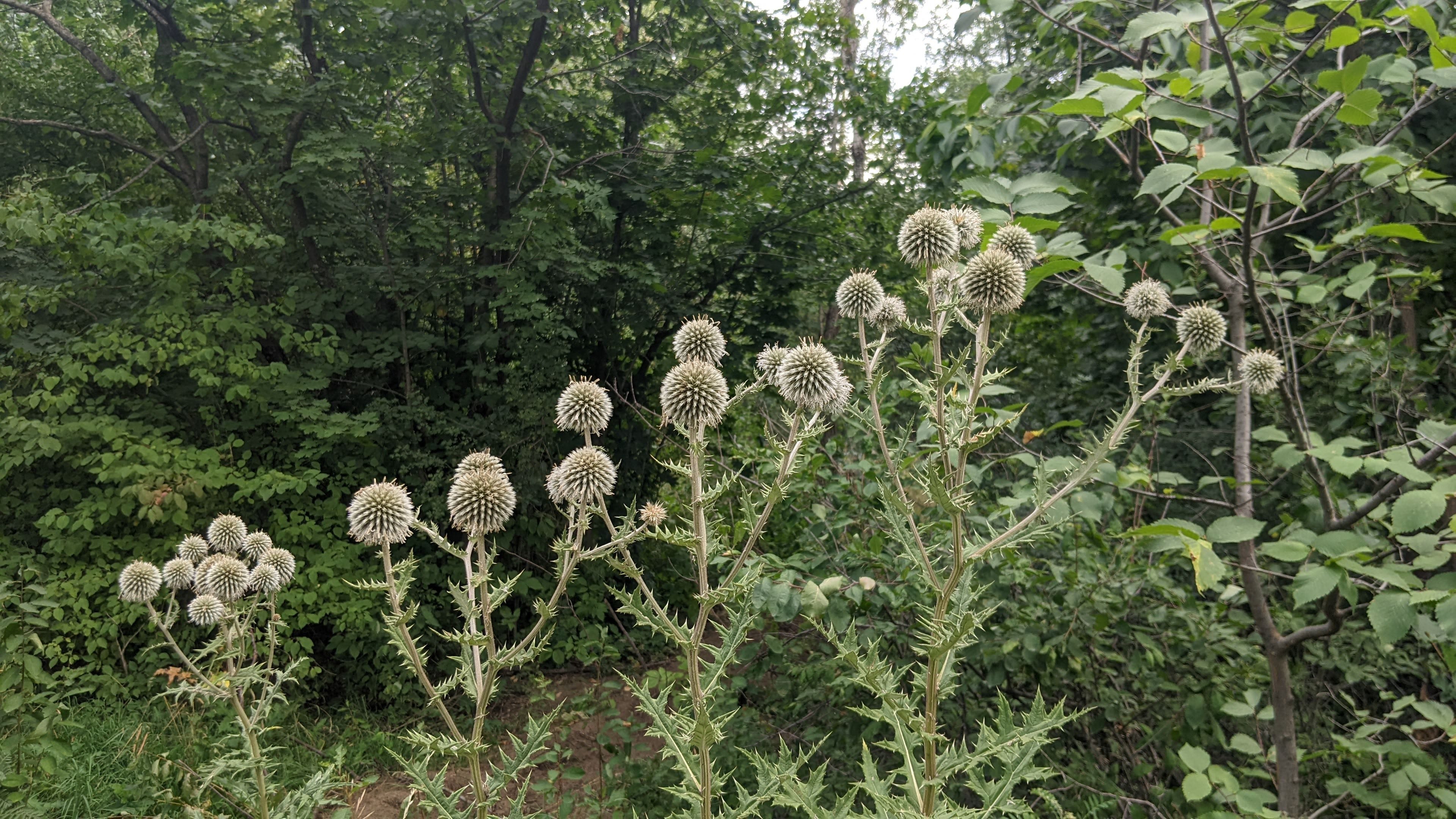 Balkan Ecology Project : Gardens Around the World - Almaty Botanic ...