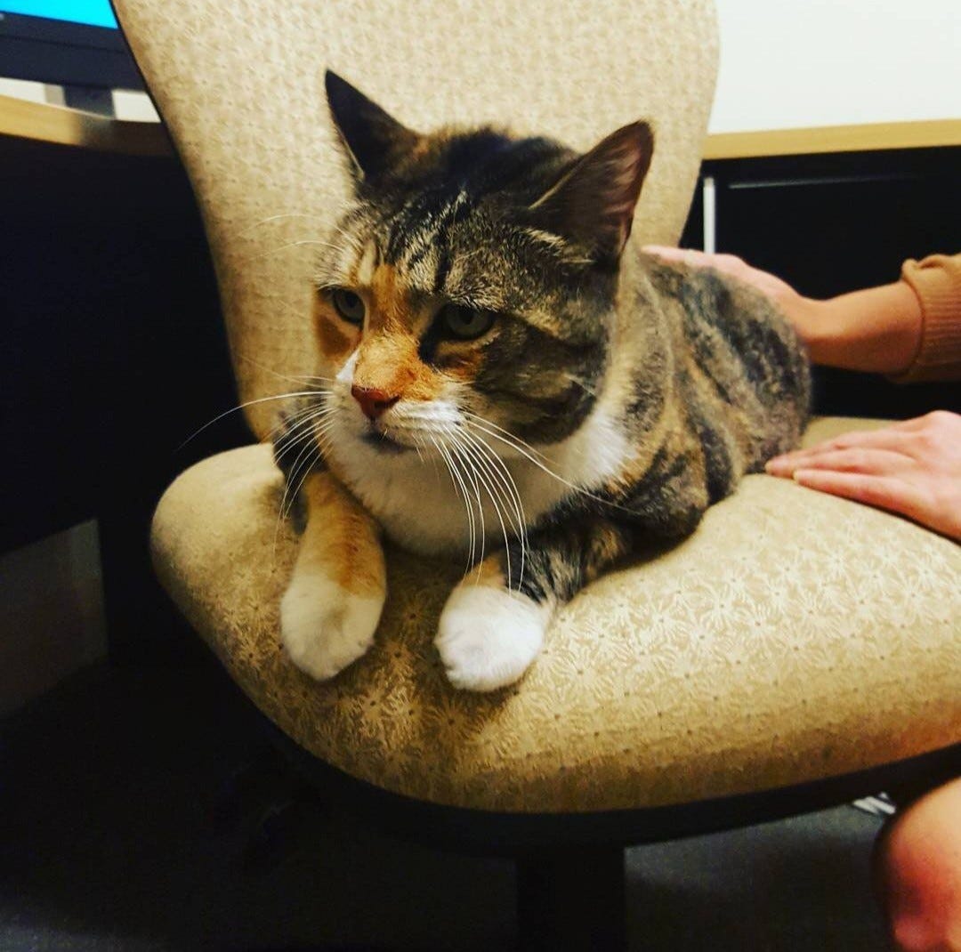 ‘Our Campus Cat Taught me how to be a Better Scholar’: tales of a ...