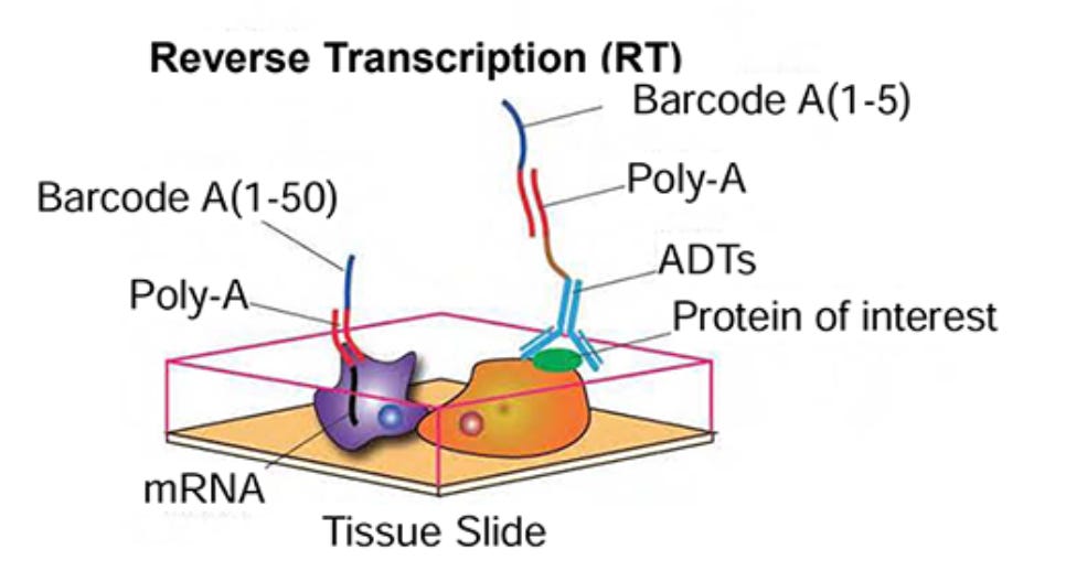 Landscape of Sequencing-based Spatial RNA Technology: Part I
