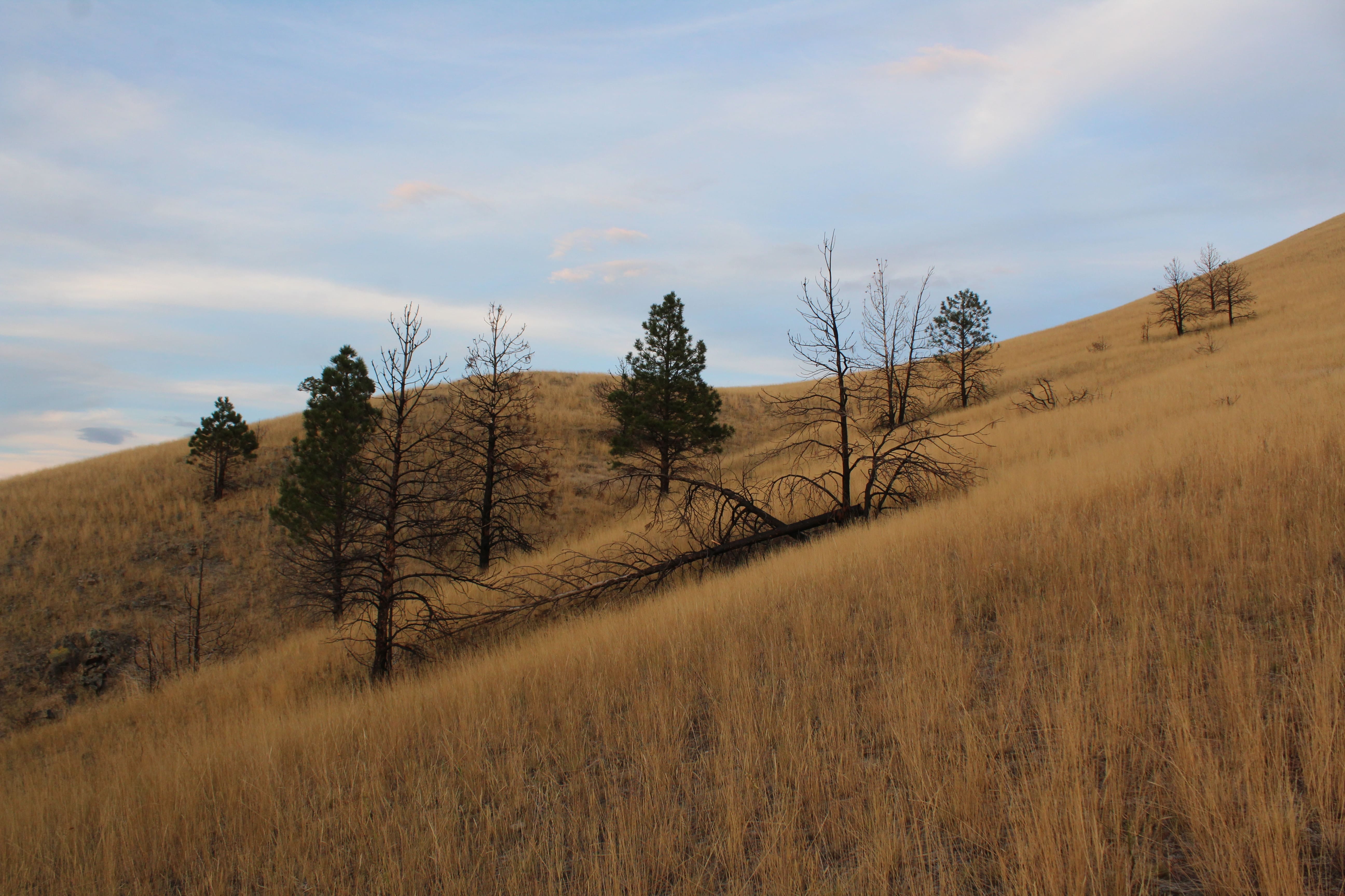 How Fire Remakes Montana’s Landscapes