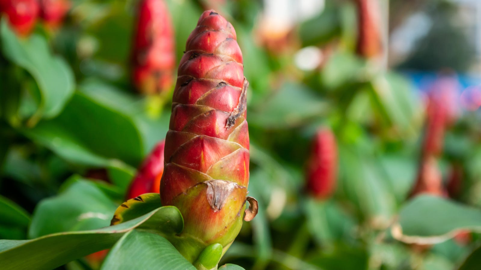 The genius of ginger - by Cassandra Quave