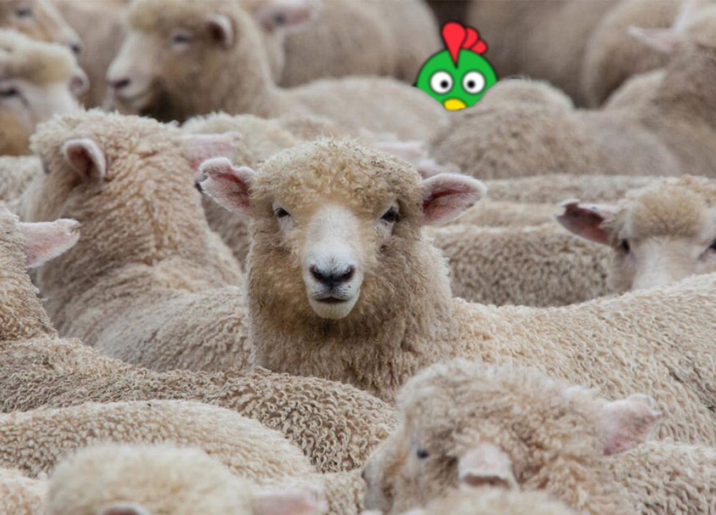 The Wop-Whoops - Doomberg