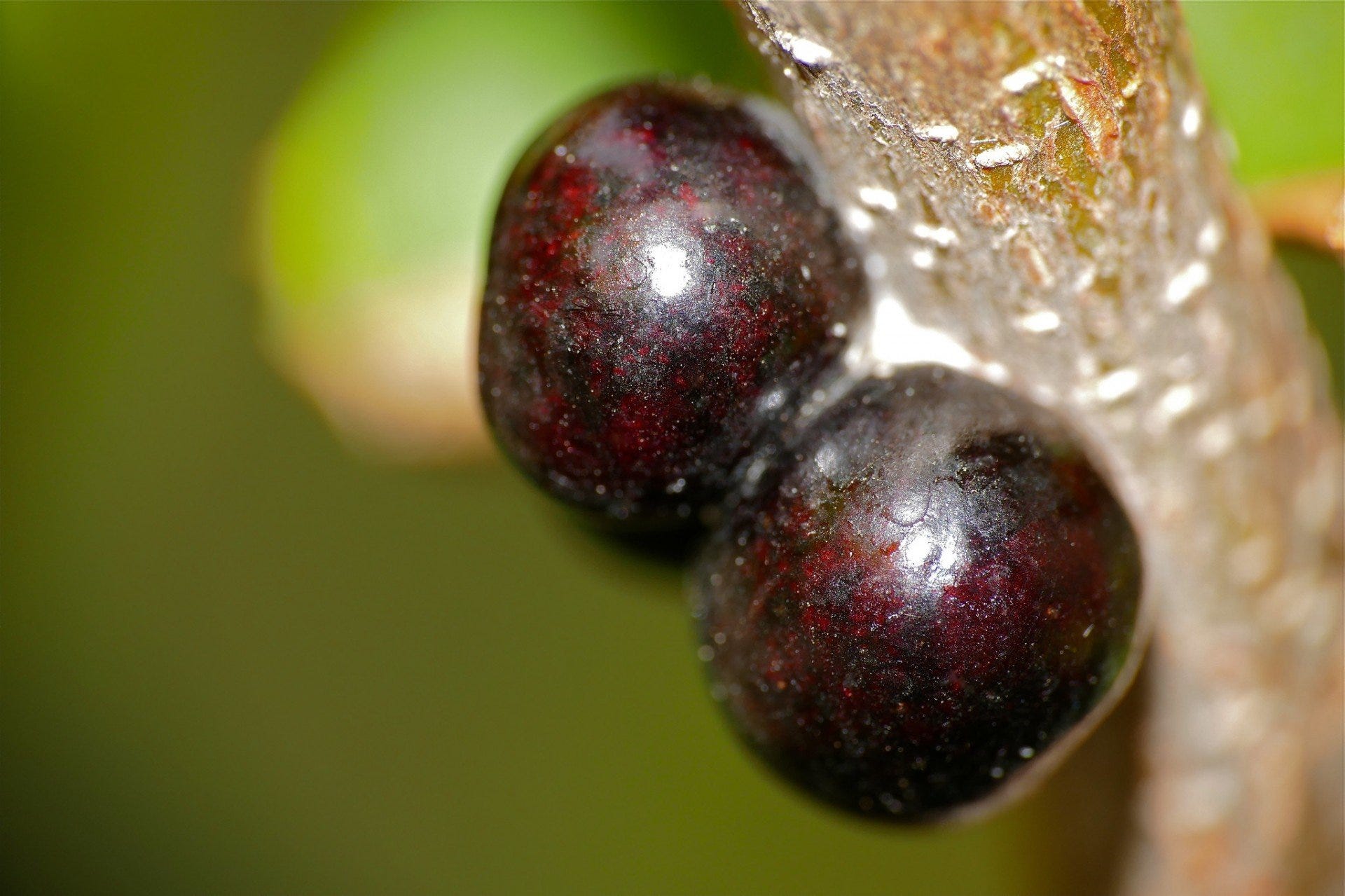 Analyzing Psalm 22: I am a Worm not a Man