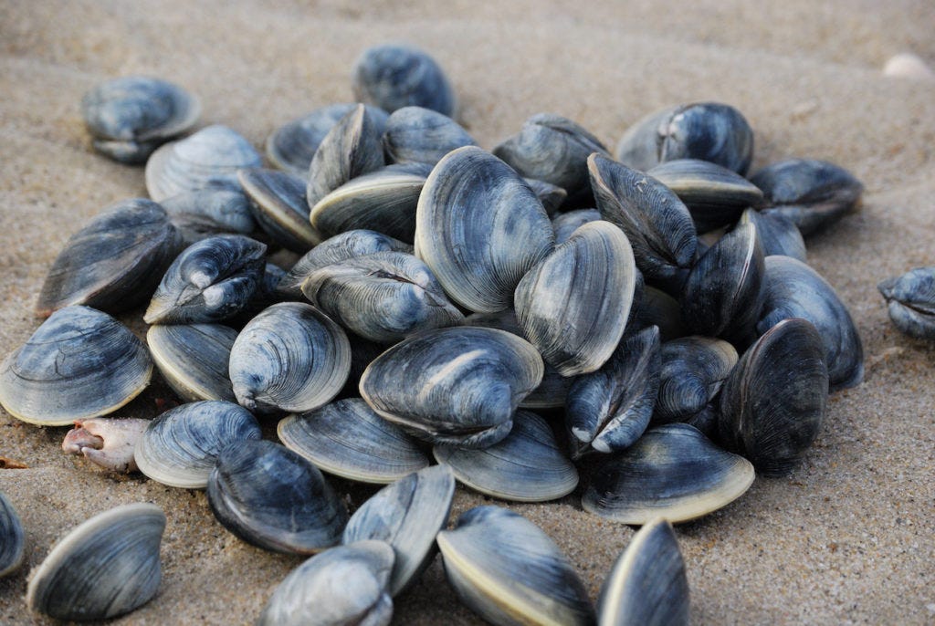 Clamming on Block Island: the Pleasures of Wild Quahogs