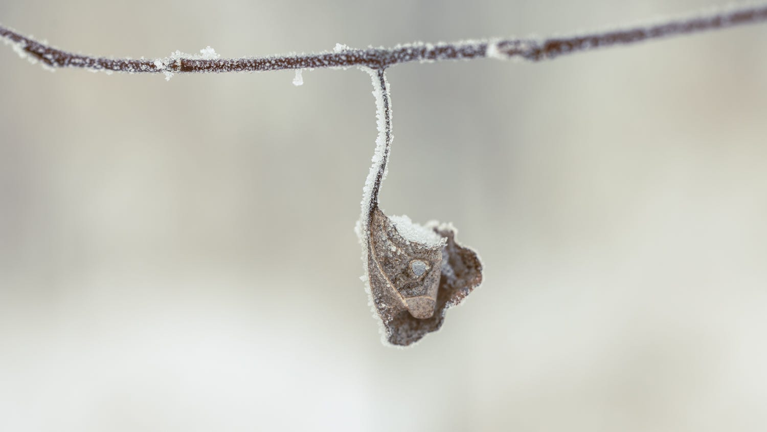 leap year - by Erin Stinson - Notes From the Wilderness