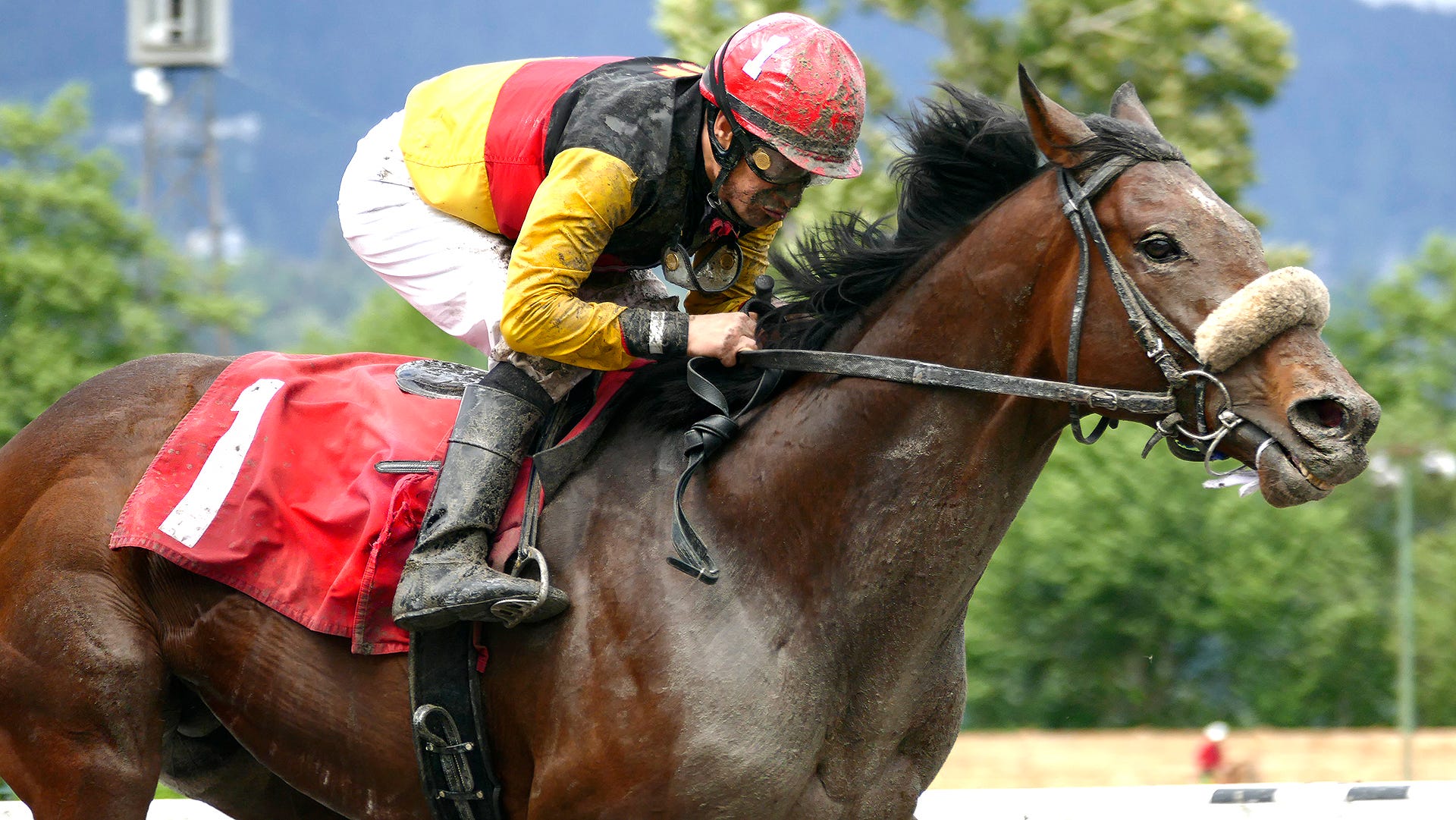 Patience Back in Work - by Nigel Reid - Horseracing BC