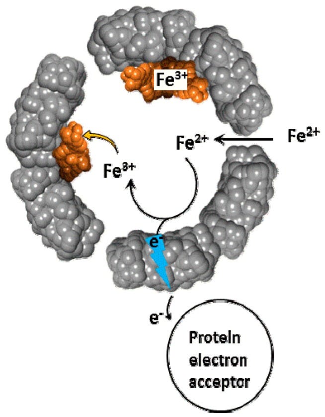 Understanding Iron - by Chris Masterjohn, PhD