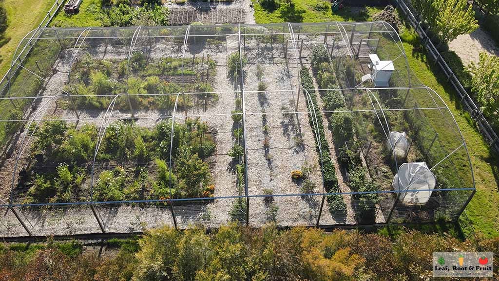 Common Pests of the Vegetable Patch - by Duncan Cocking