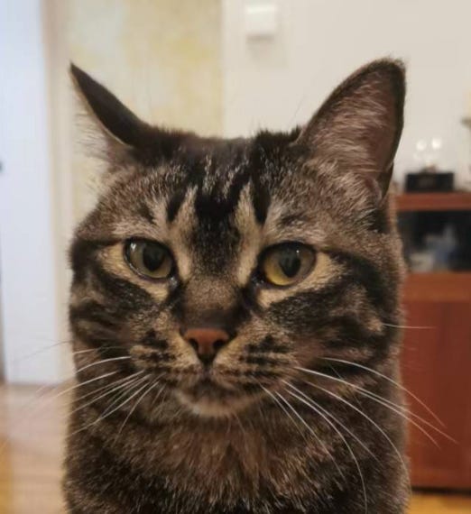 Ivy Zhiyu Wang | Substack