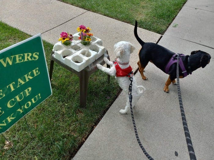 City streets: Why dogs should learn not to run in backyards