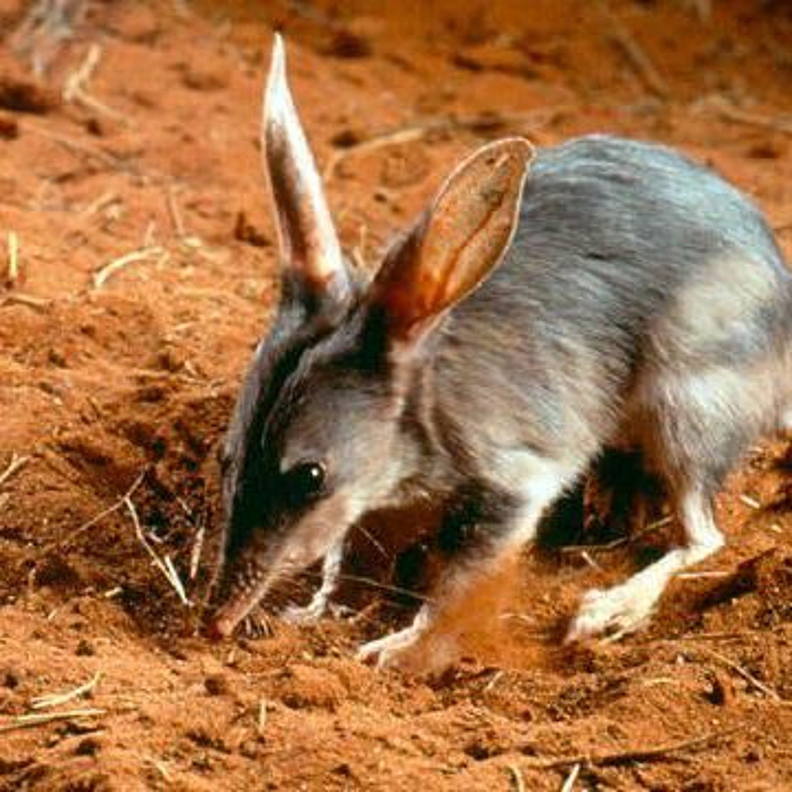 Ep. 14: The Easter Bilby