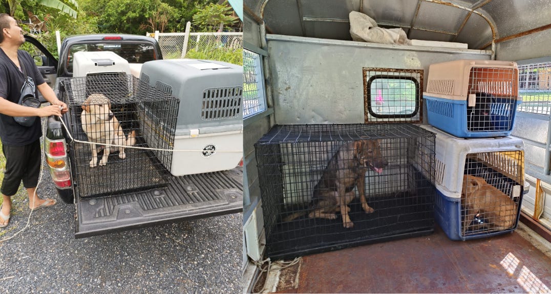 How Over 1000 Dogs Per Month Are Now Having Their Lives Changed For The ...