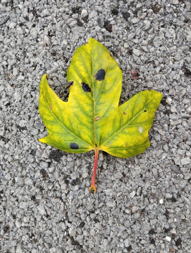 The Last Troll - Willerby’s Substack