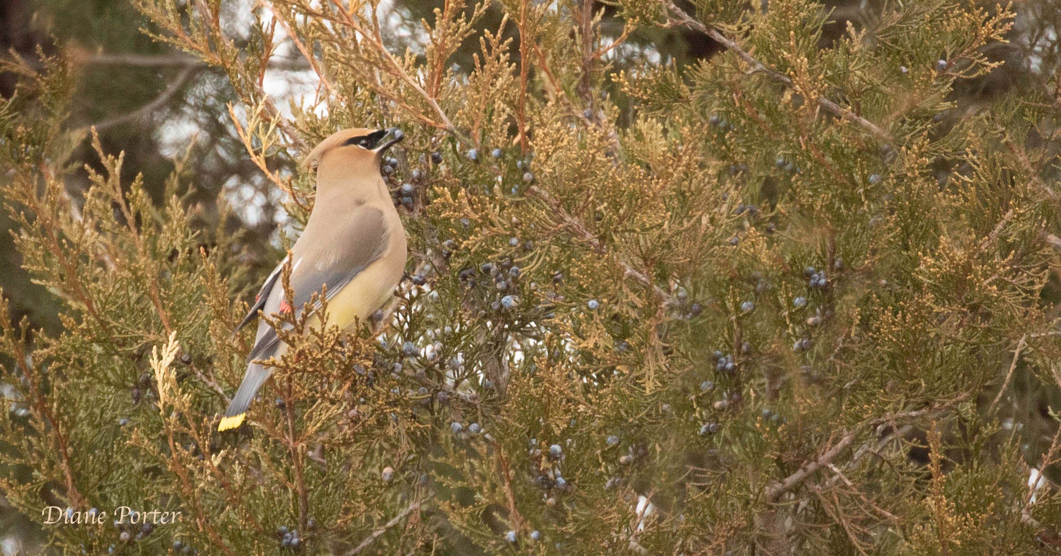 The Eastern Red Cedar - by Diane Porter - My Gaia