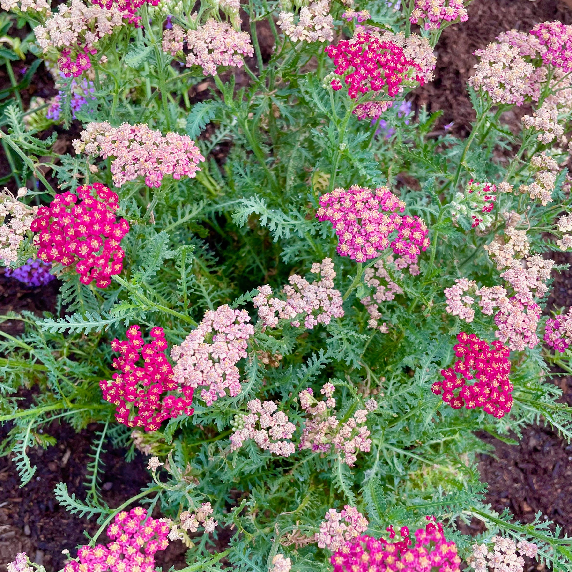 Top Reasons to Plant Native Achillea in Your North American Garden