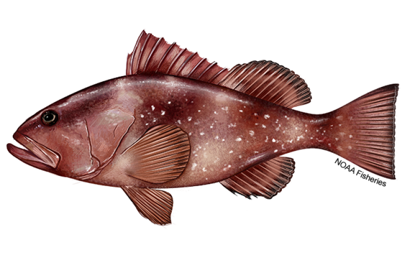 44: Is a Square Grouper Edible? - by George Pitlik