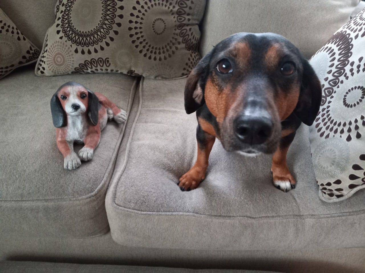 Happy 3rd Adoption Anniversary to Junee!