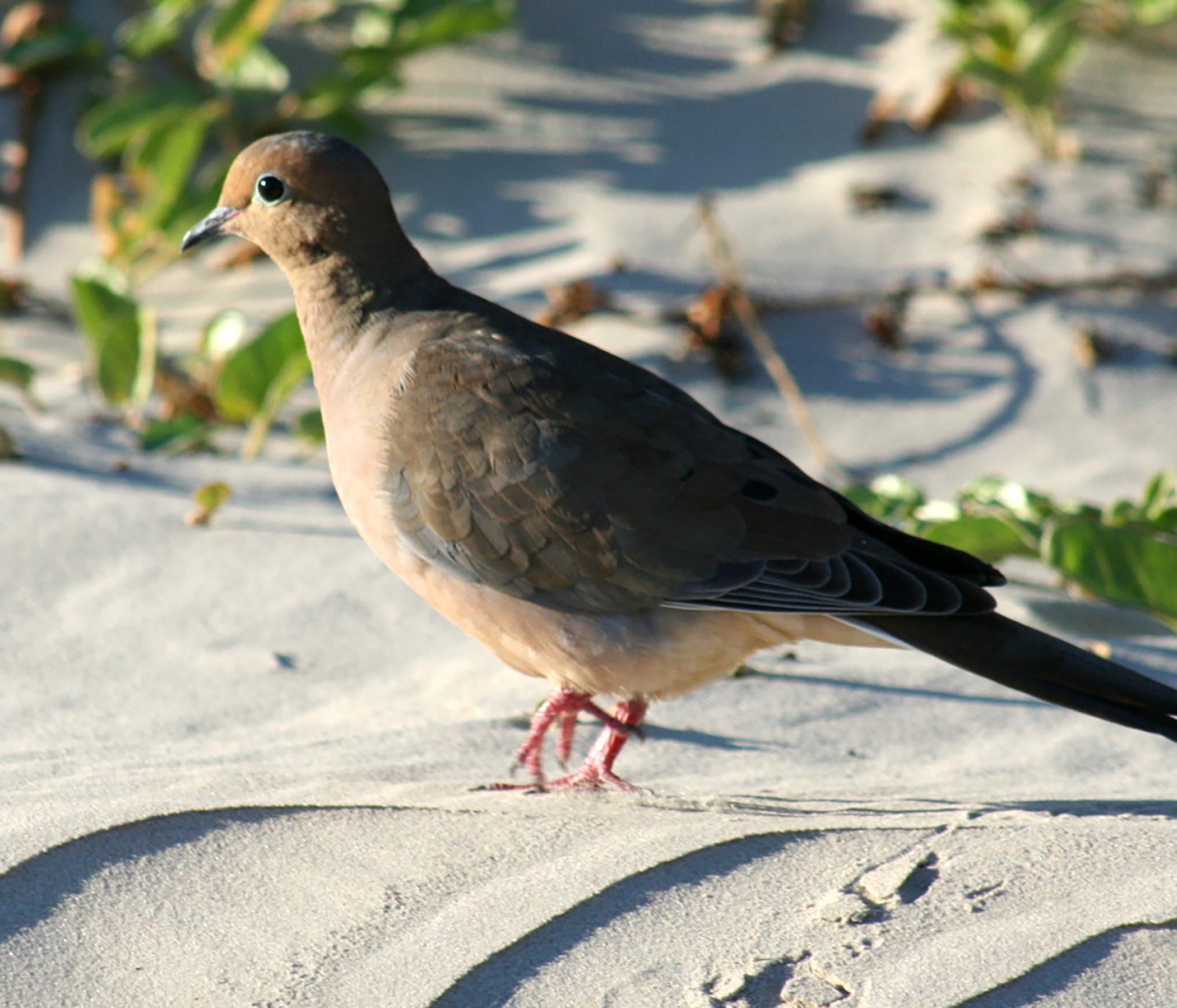 Game bird wounding loss rates remain high in Texas, across country