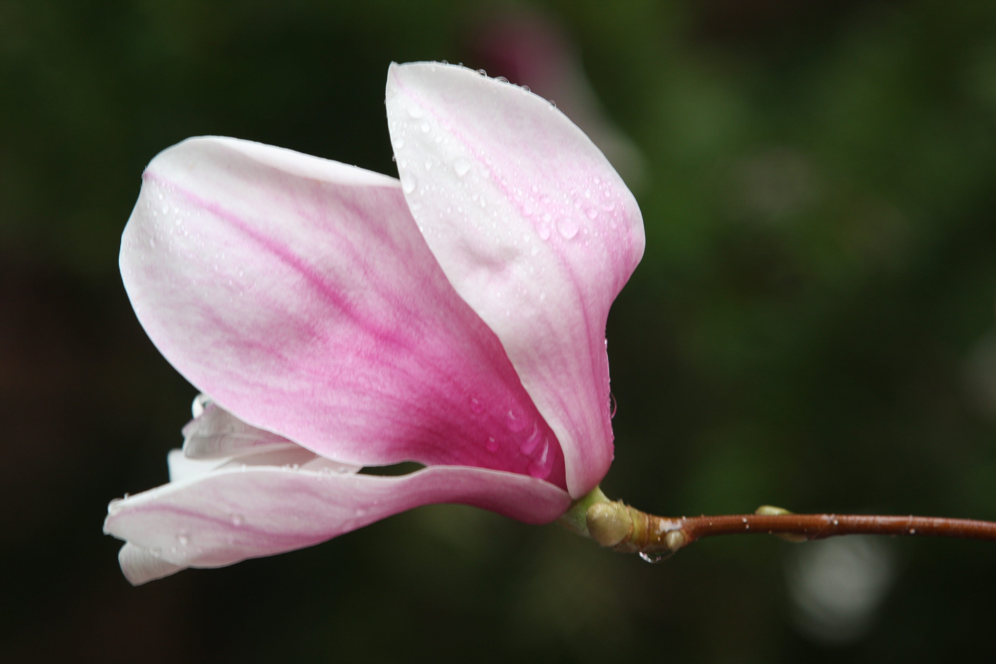 the womb of the forest - by Shannon K. Evans