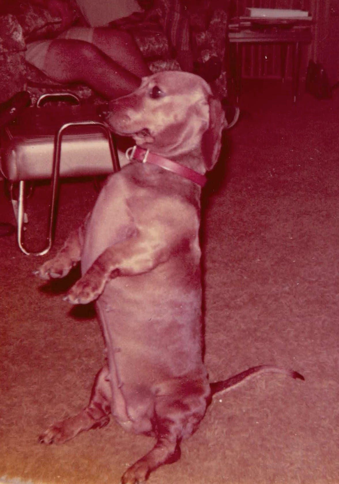 Our Ancestor's Pets - by Cynthia Boatright Raleigh