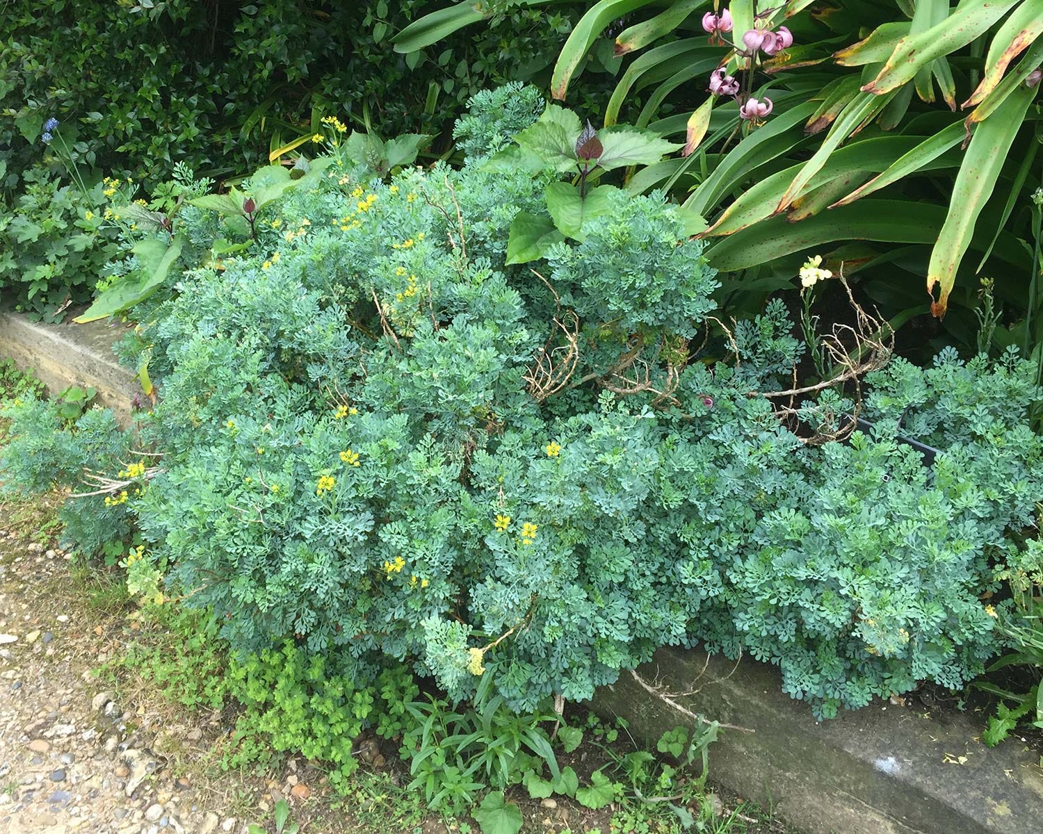 Ruta - by Jayne Evans - Jayne’s Newsletter