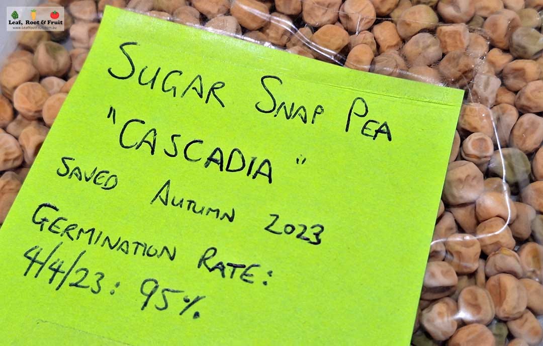 How to Test the Germination Rate of Your Saved Seeds and Store Them