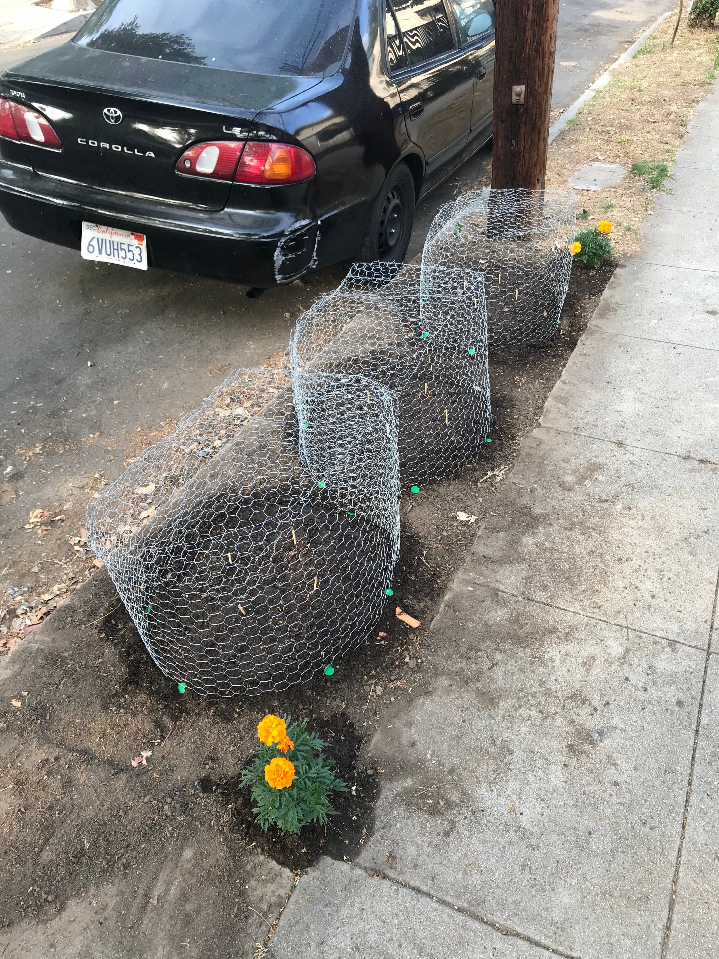Planting Corn - by Aaron Rickel Jones - LA Field Guide