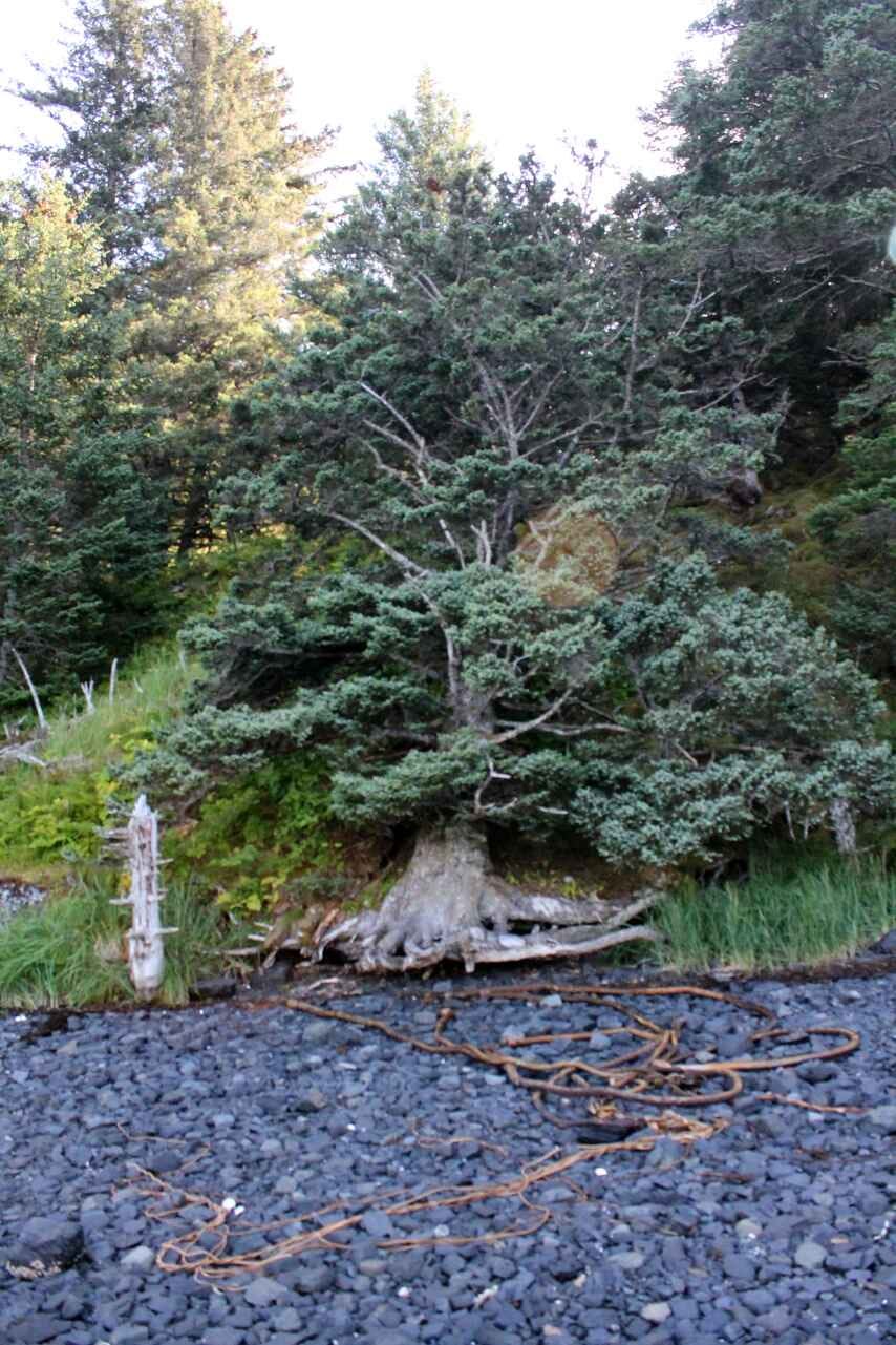 Interface - by Mary Beth Rew Hicks - Sea Cow