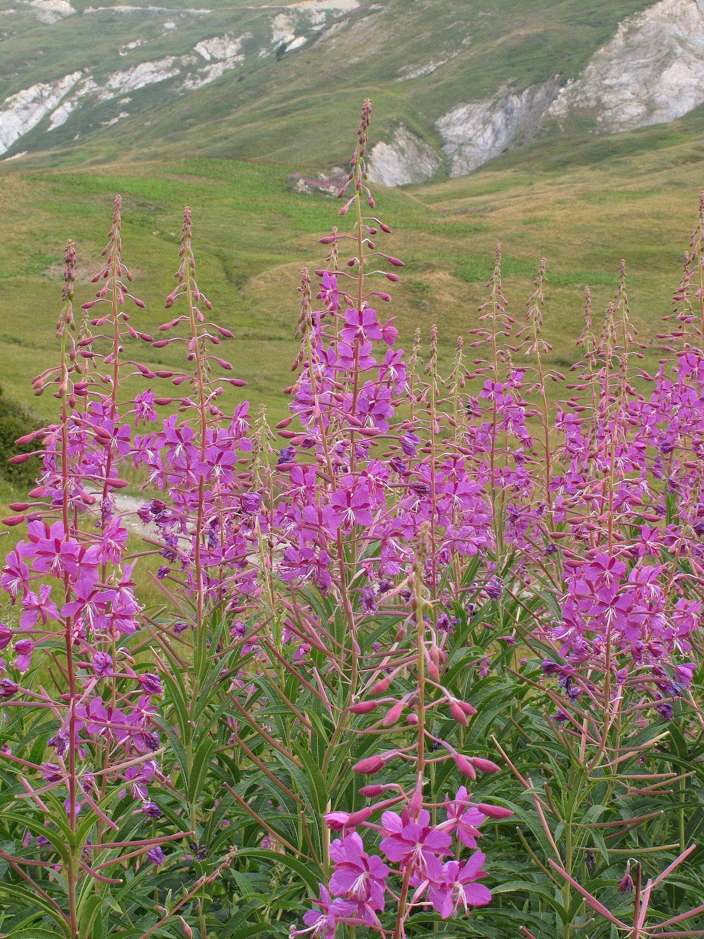 Fireweed: Alaska's Floral Calendar - by Shane