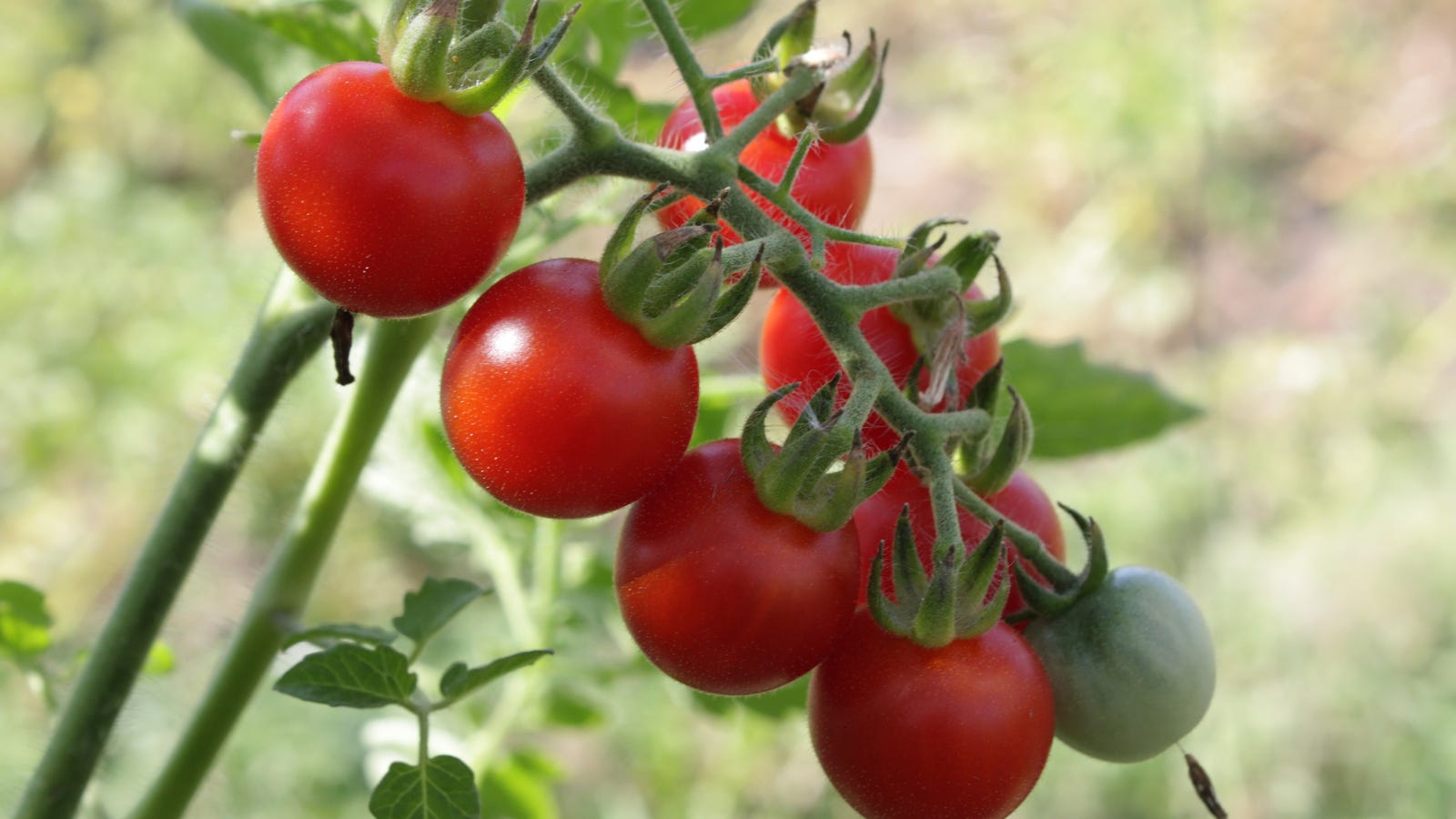 The mighty tomato! - by Cassandra Quave - Nature's Pharmacy