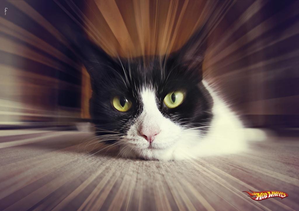 13 MOST CREATIVE ADS WITH CATS. - Copyranter Two Point Zero