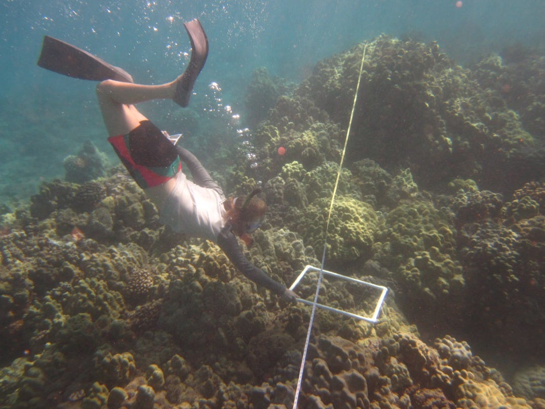 AI x Coral Reef Monitoring: An Introduction - by Ish