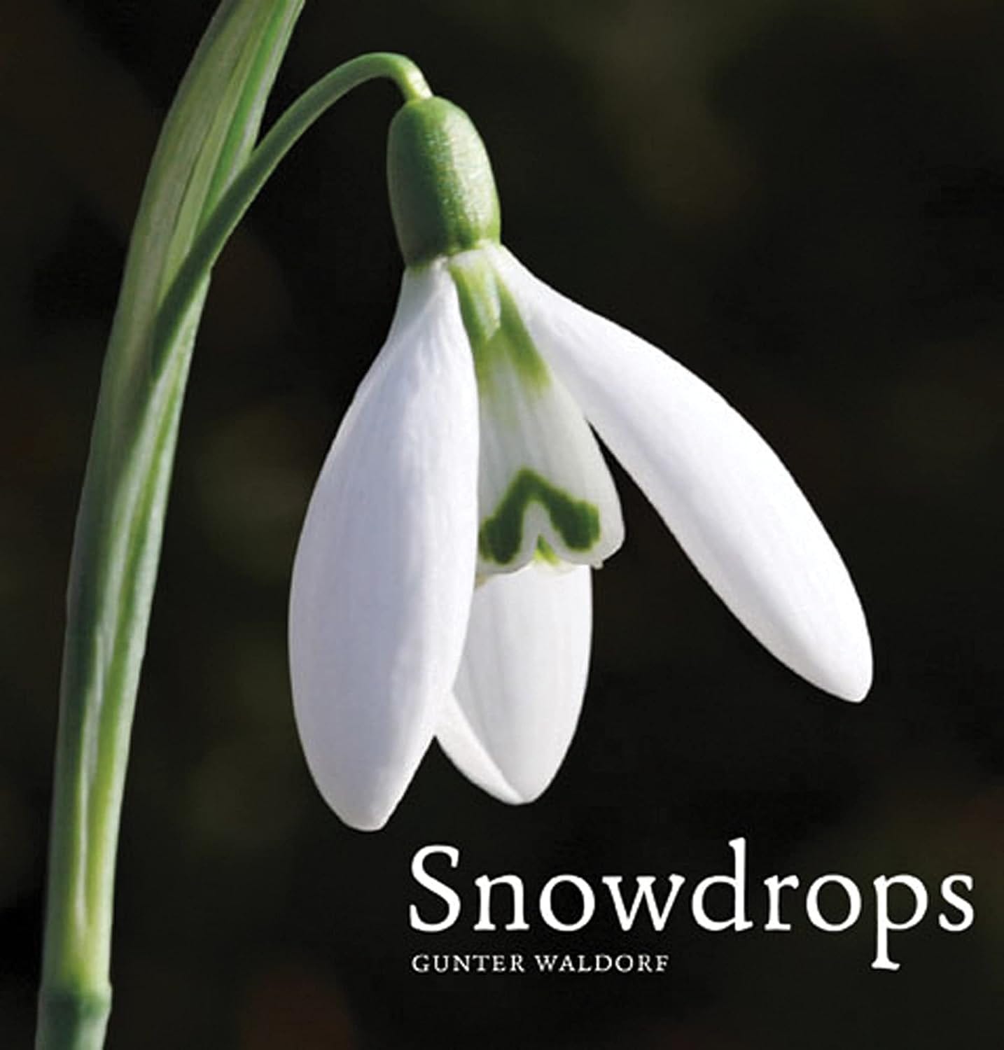 Shakespeare's Snowdrops: Galanthus Bred by Heyrick Greatorex
