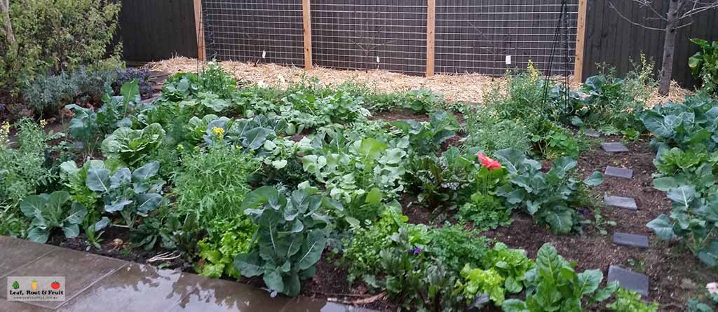 Growing Vegetables in the Ground - by Duncan Cocking