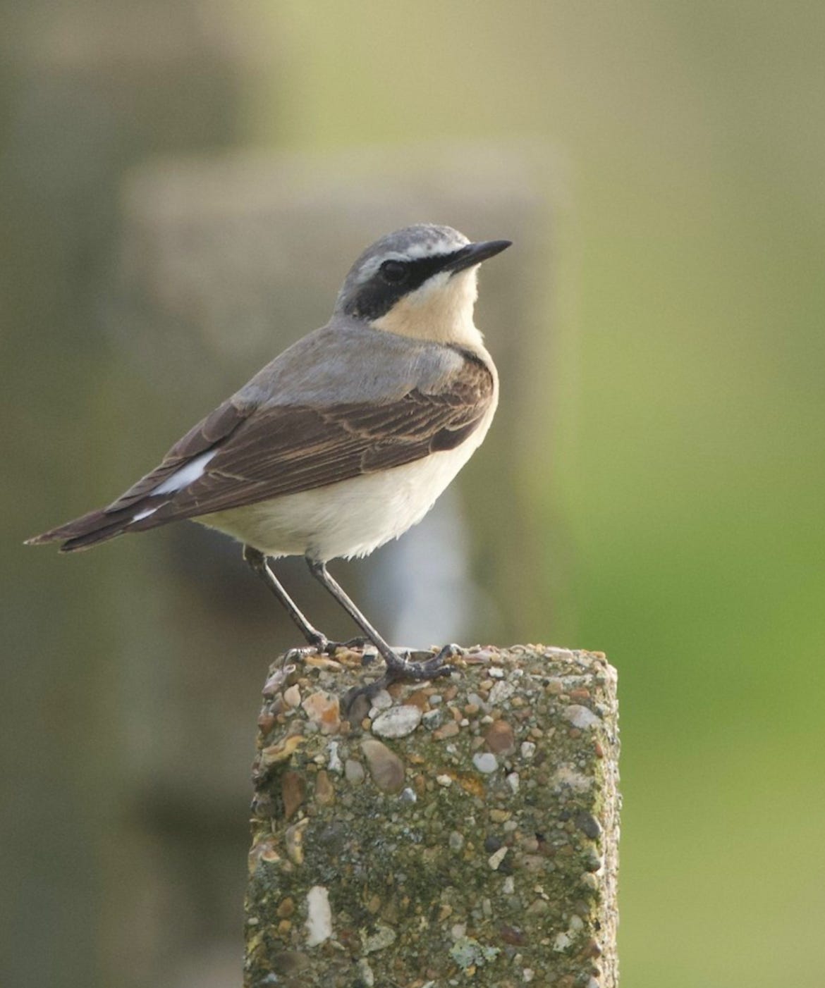 Flaco - by Bob Dolgan - This Week in Birding