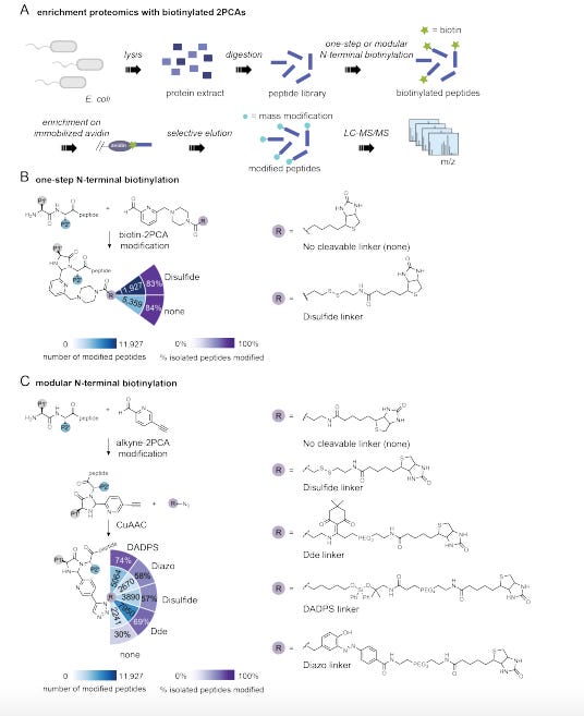 An N Terminomics Toolbox Combining 2 Pyridine Carboxaldehyde Probes And