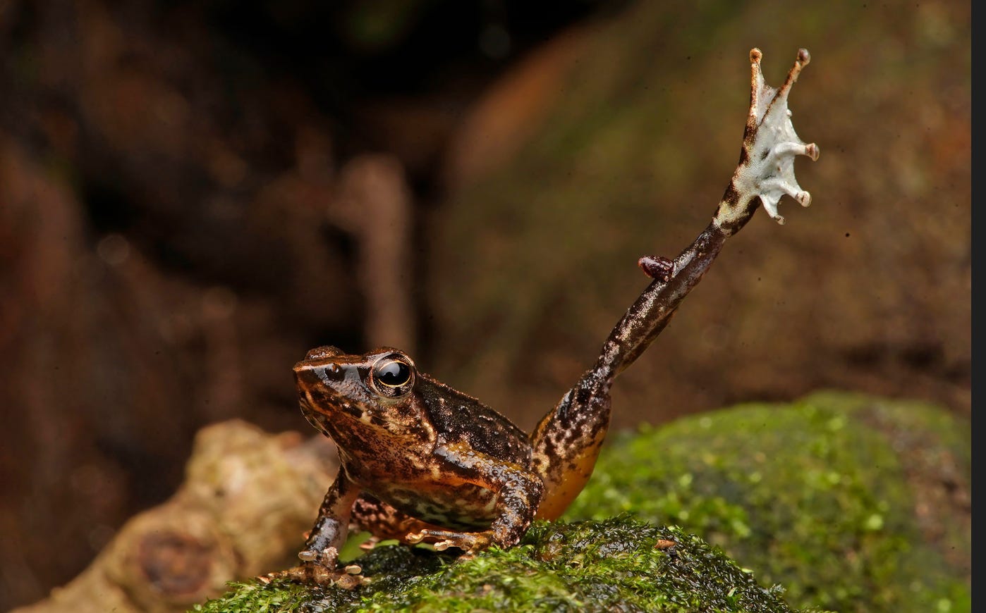 Pandas are Overrated. Choose Frogs Instead!