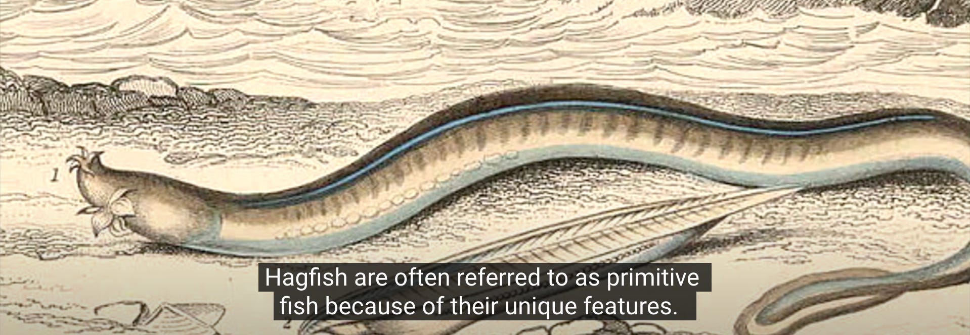 Hagfish and Project 2025 - by Joyce Wycoff - Wild Beauty