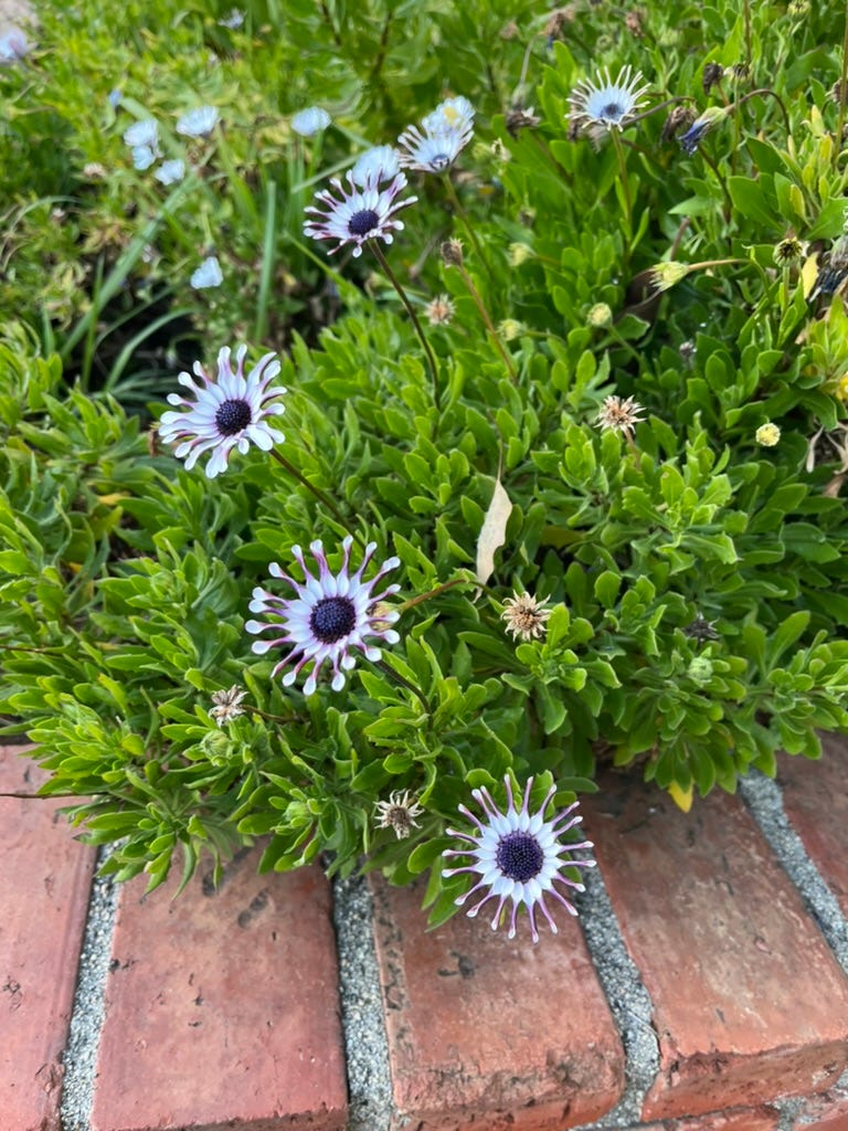 On Writing Something New 🌱 - by Kells McPhillips