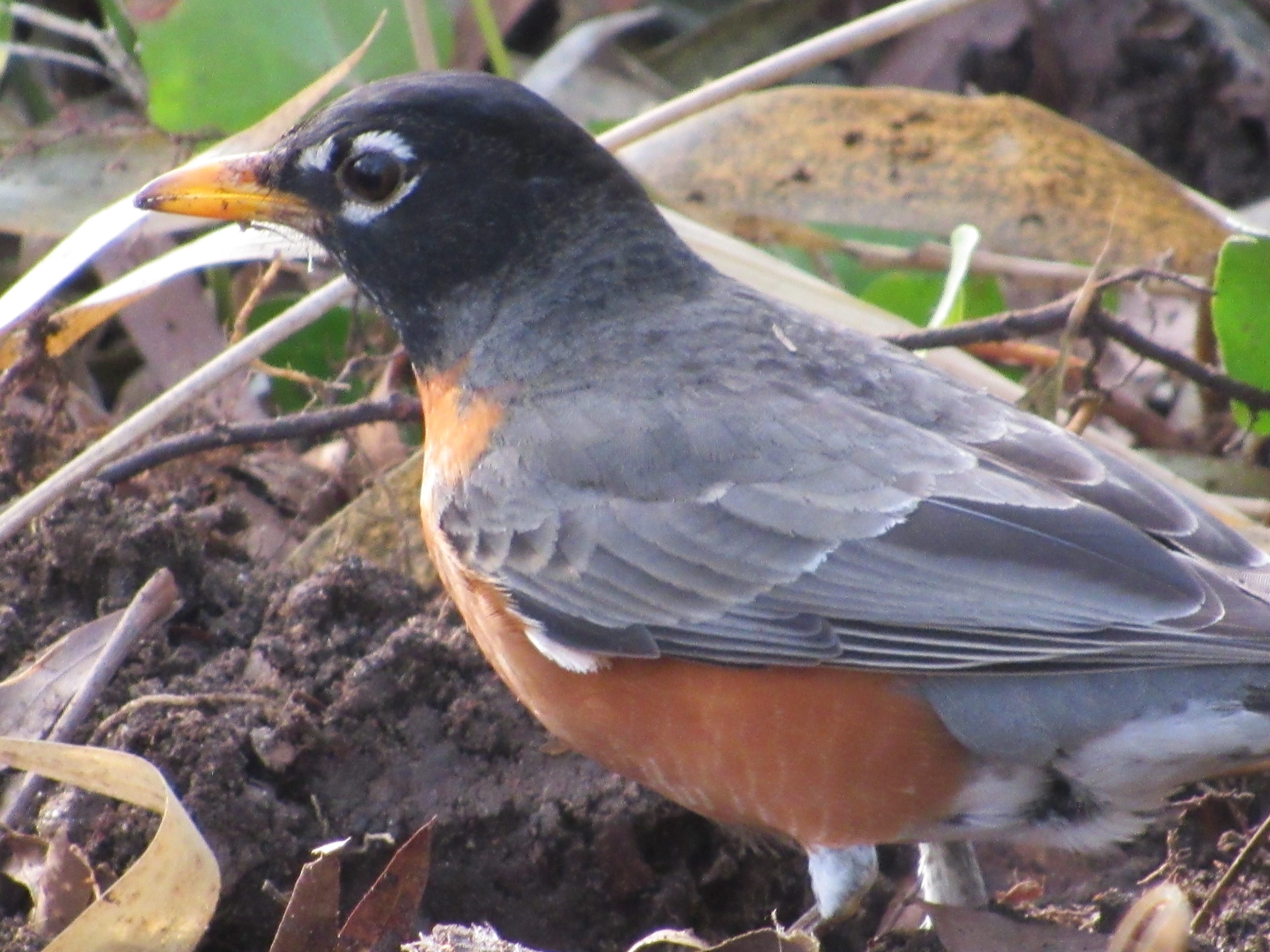 The Secret Garden - Begin In Wonder Substack