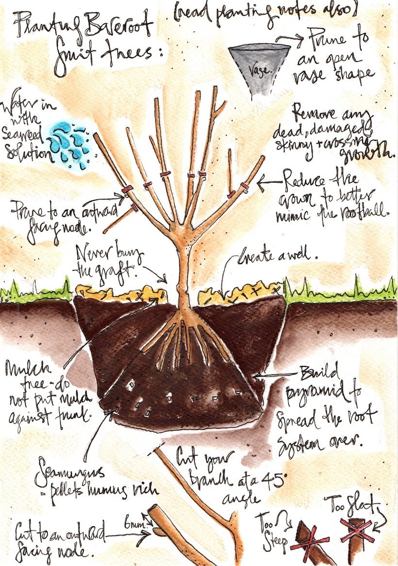 The (Moor)Field Guide: 6 - The Garden at Moorfield