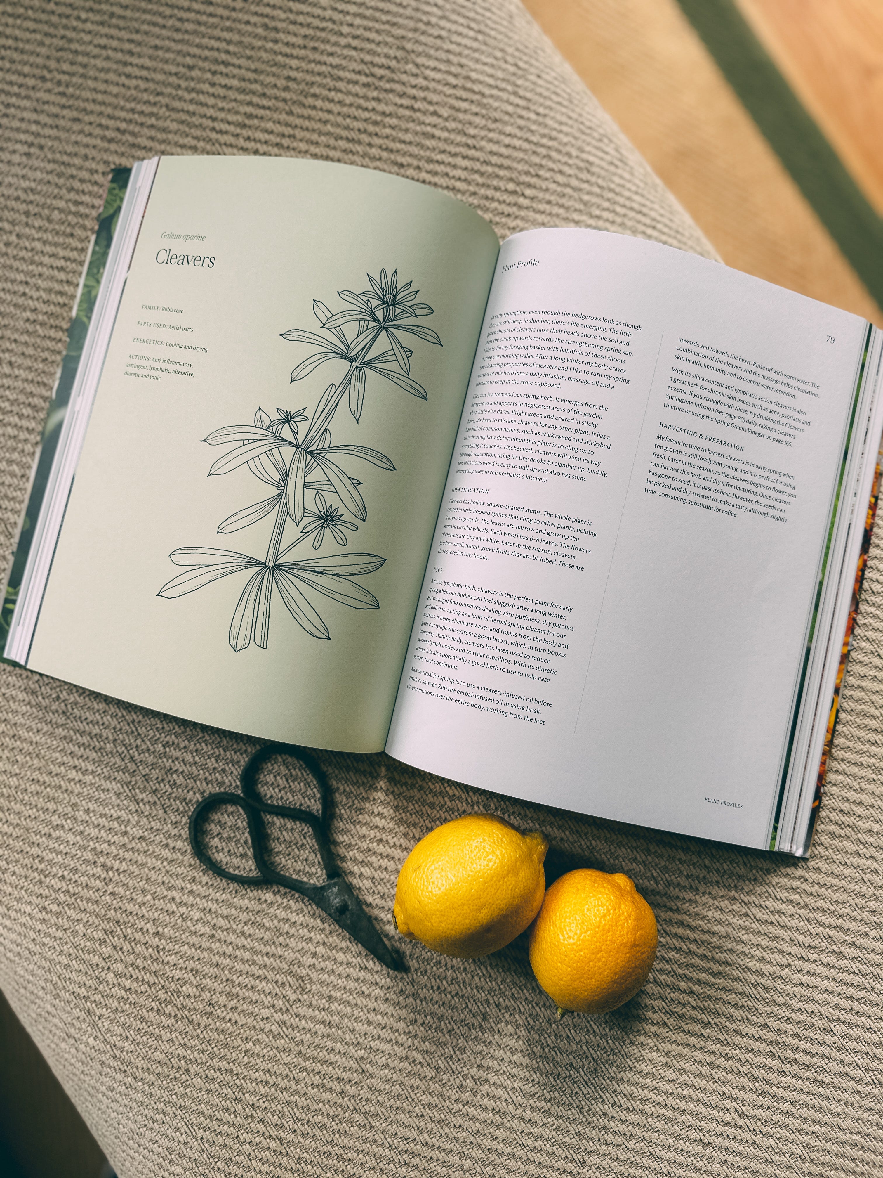 Seasonal Celebrations: February - by Rachel Bearn