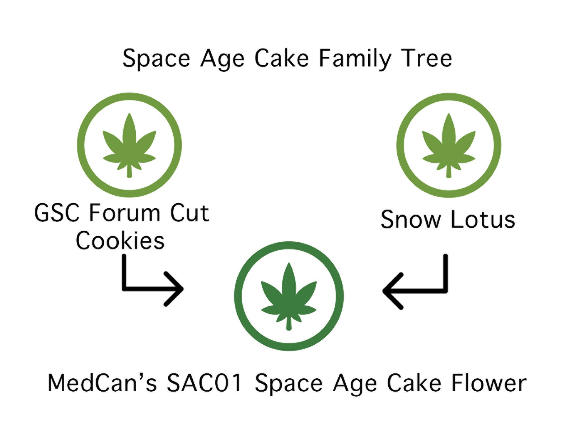 MedCan's Space Age Cake Flower Review | AusCannaReviews