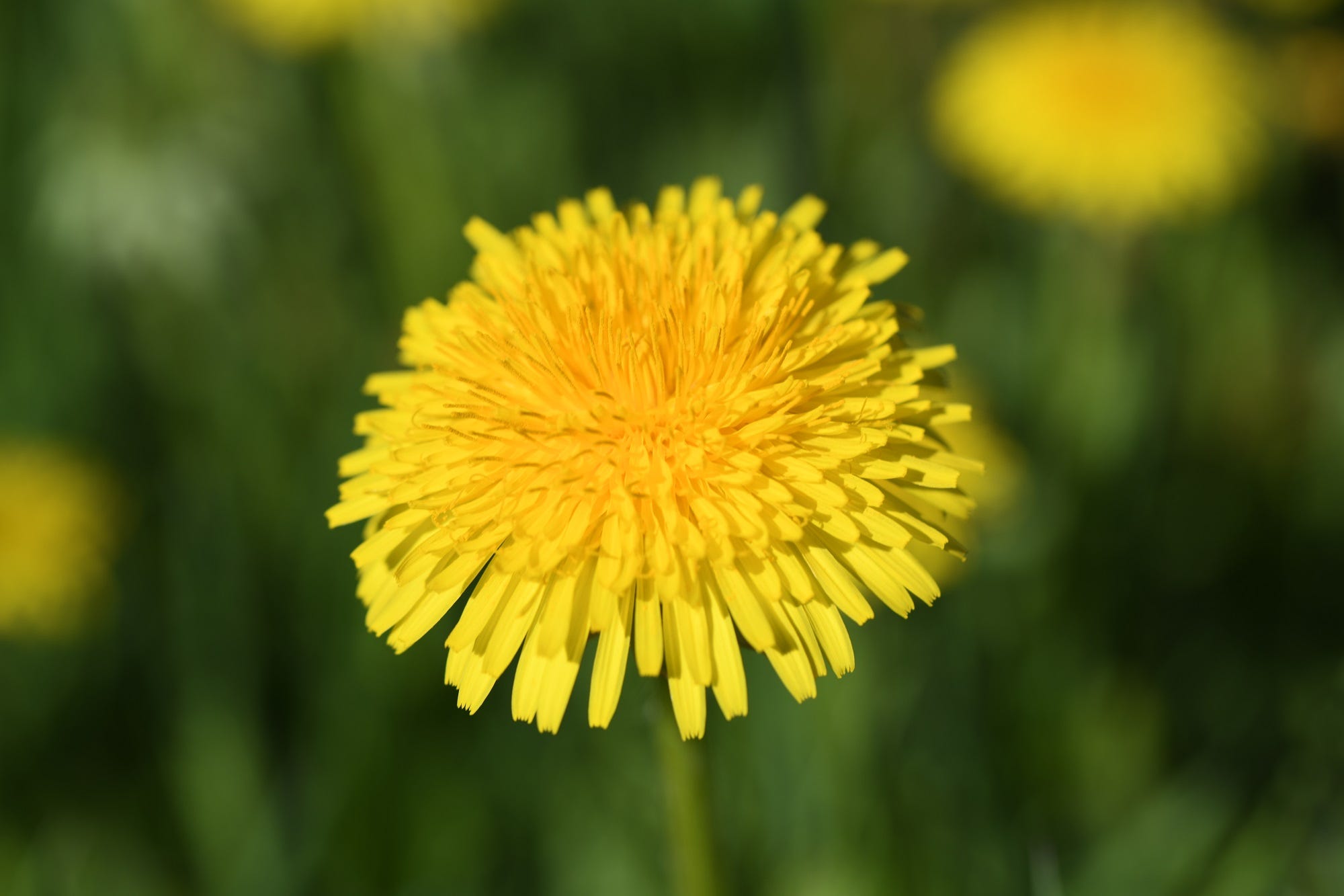 The Unexpected Benefits of Dandelion - by Kendra Meador